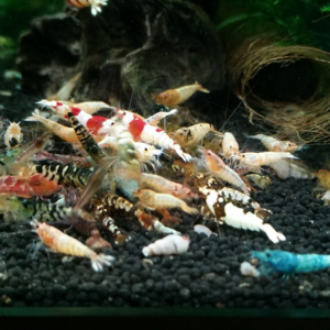 Cull Shrimp - Kingdom Aquatics