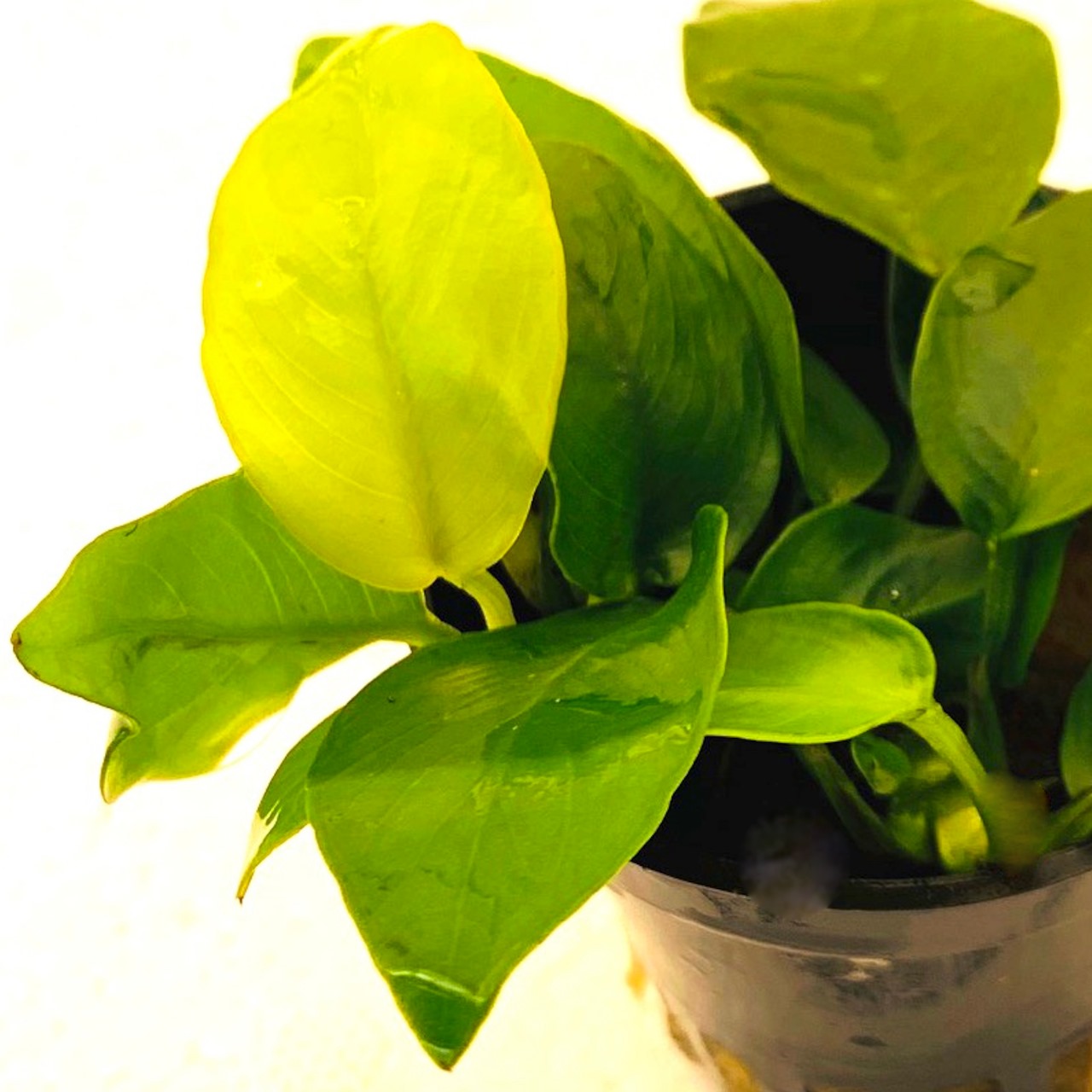 Anubias 'Gold' - Kingdom Aquatics