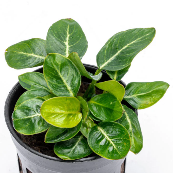 Anubias 'Star Dust' - Kingdom Aquatics