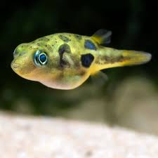 Pea Puffer - Kingdom Aquatics